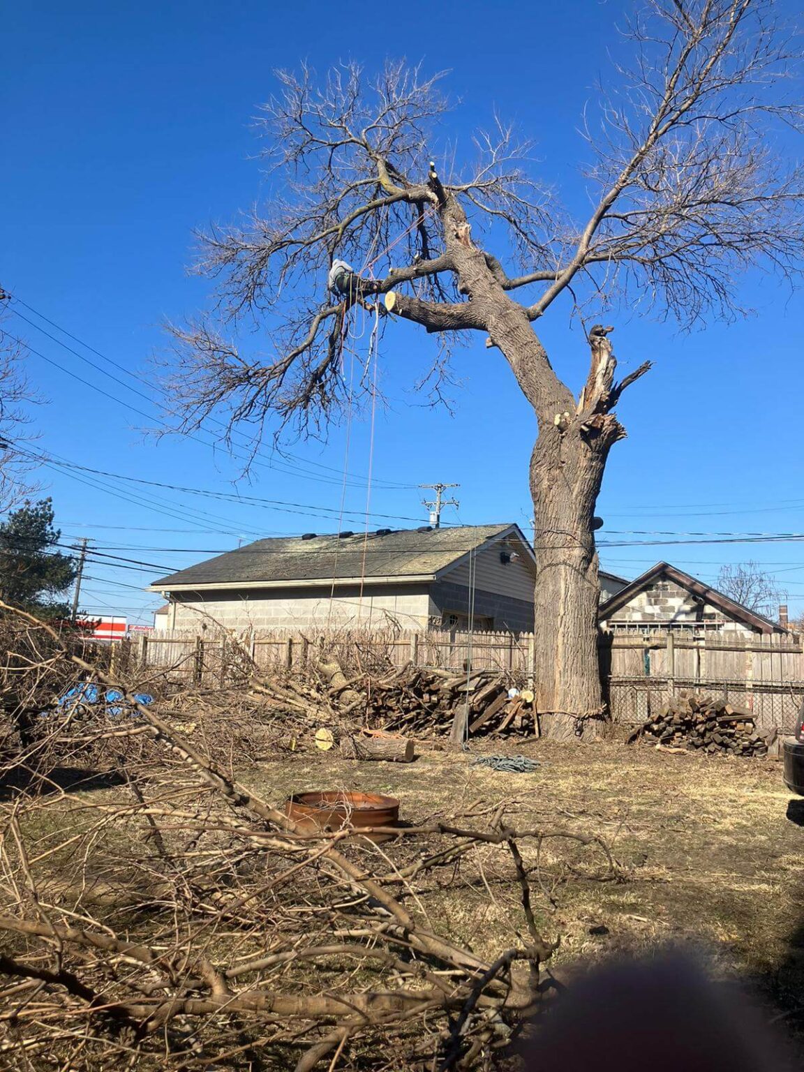 TREE TRIMMING – Juniors Tree Service