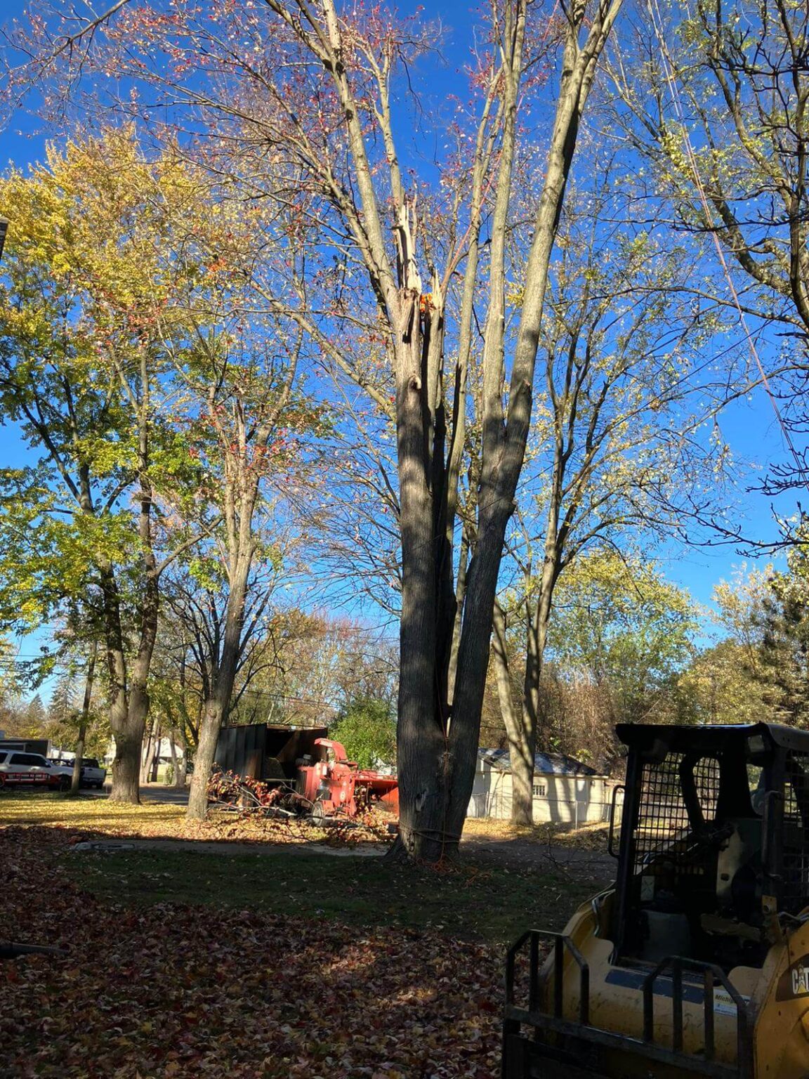 TREE TRIMMING – Juniors Tree Service